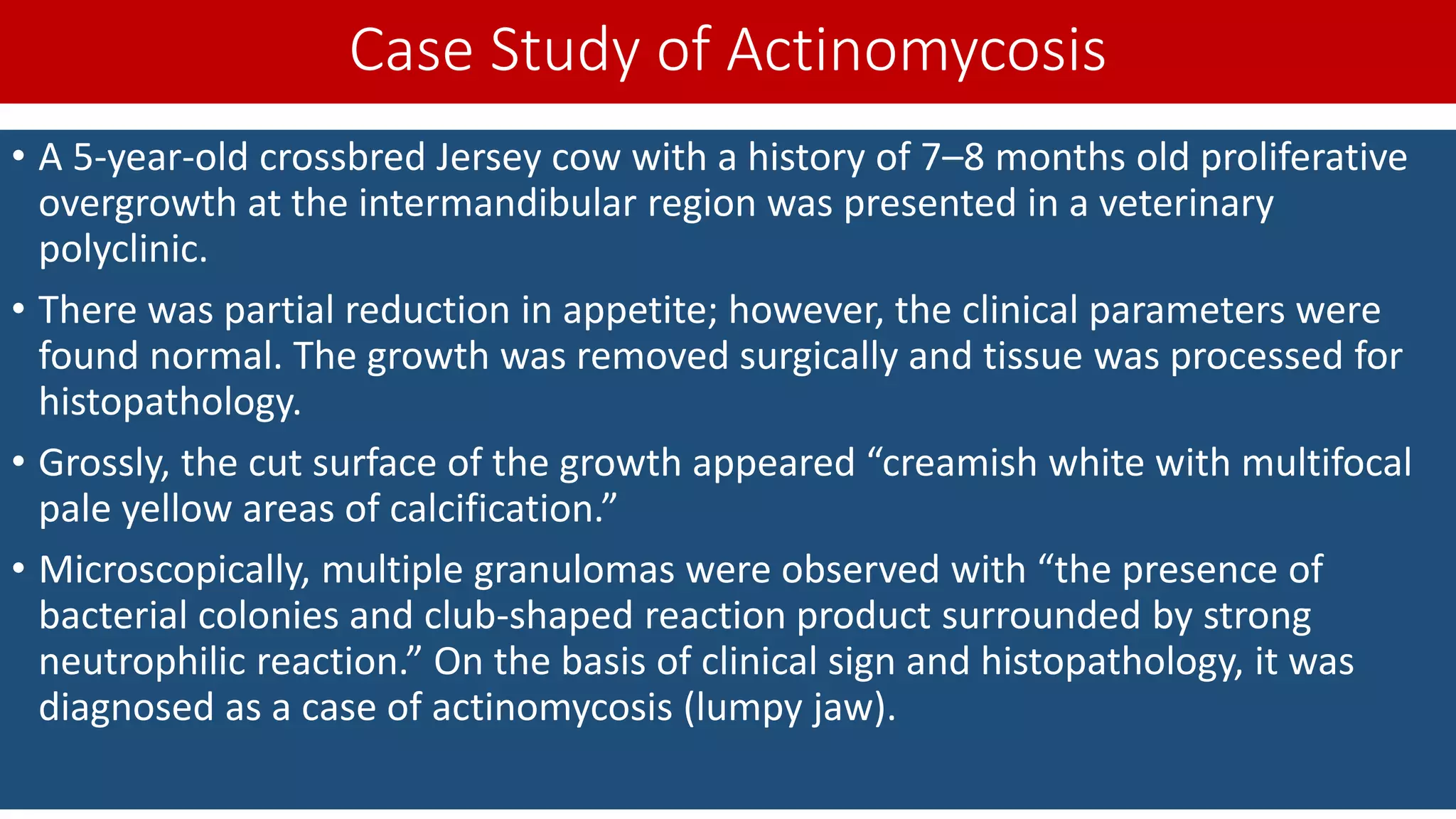 Actinomycosis (Lumpy Jaw) | PDF