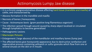 Actinomycosis (Lumpy Jaw) | PDF