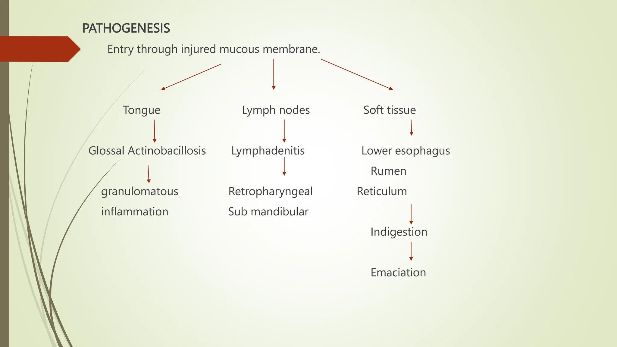 ACTINOMYCOSIS hiteshlkojhgtt by Hitesh.pptx