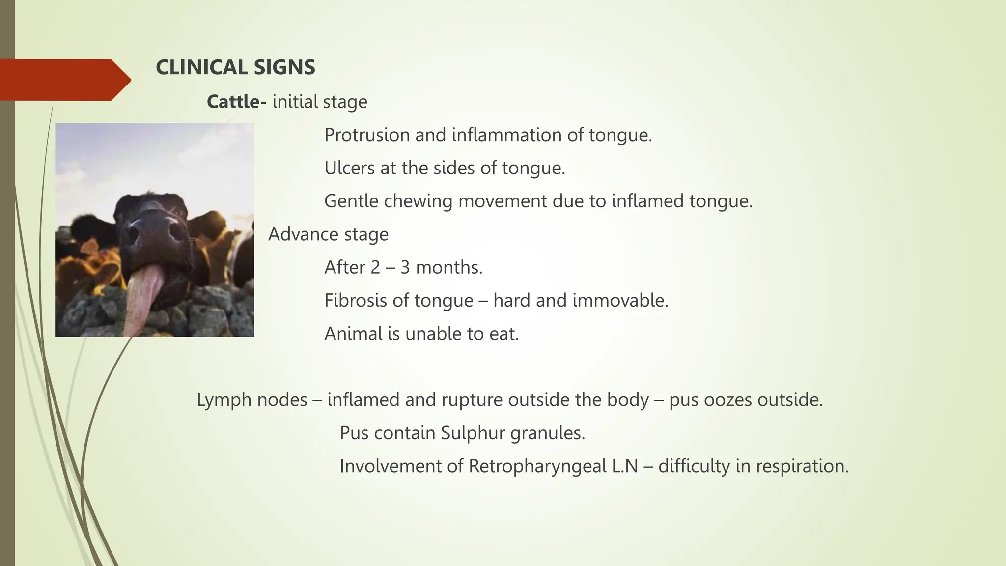 ACTINOMYCOSIS hiteshlkojhgtt by Hitesh.pptx