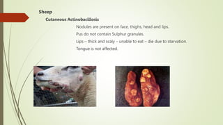 ACTINOMYCOSIS hiteshlkojhgtt by Hitesh.pptx