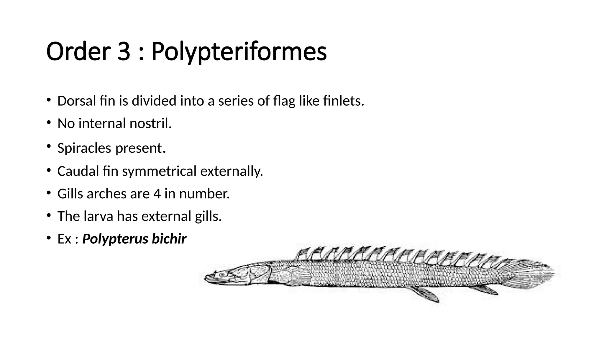 Actinopteygii "Ray - Finned Fishes".pptx