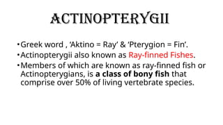Actinopteygii "Ray - Finned Fishes".pptx