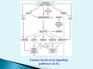 Action and biosynthesis of jasmonic acid | PPTX