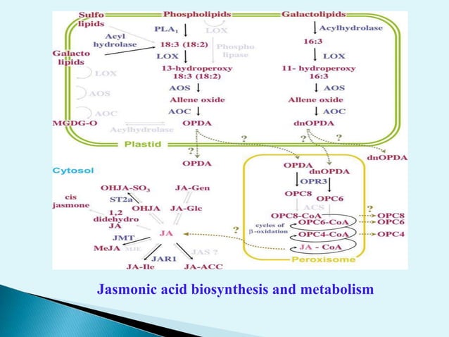 Action and biosynthesis of jasmonic acid
