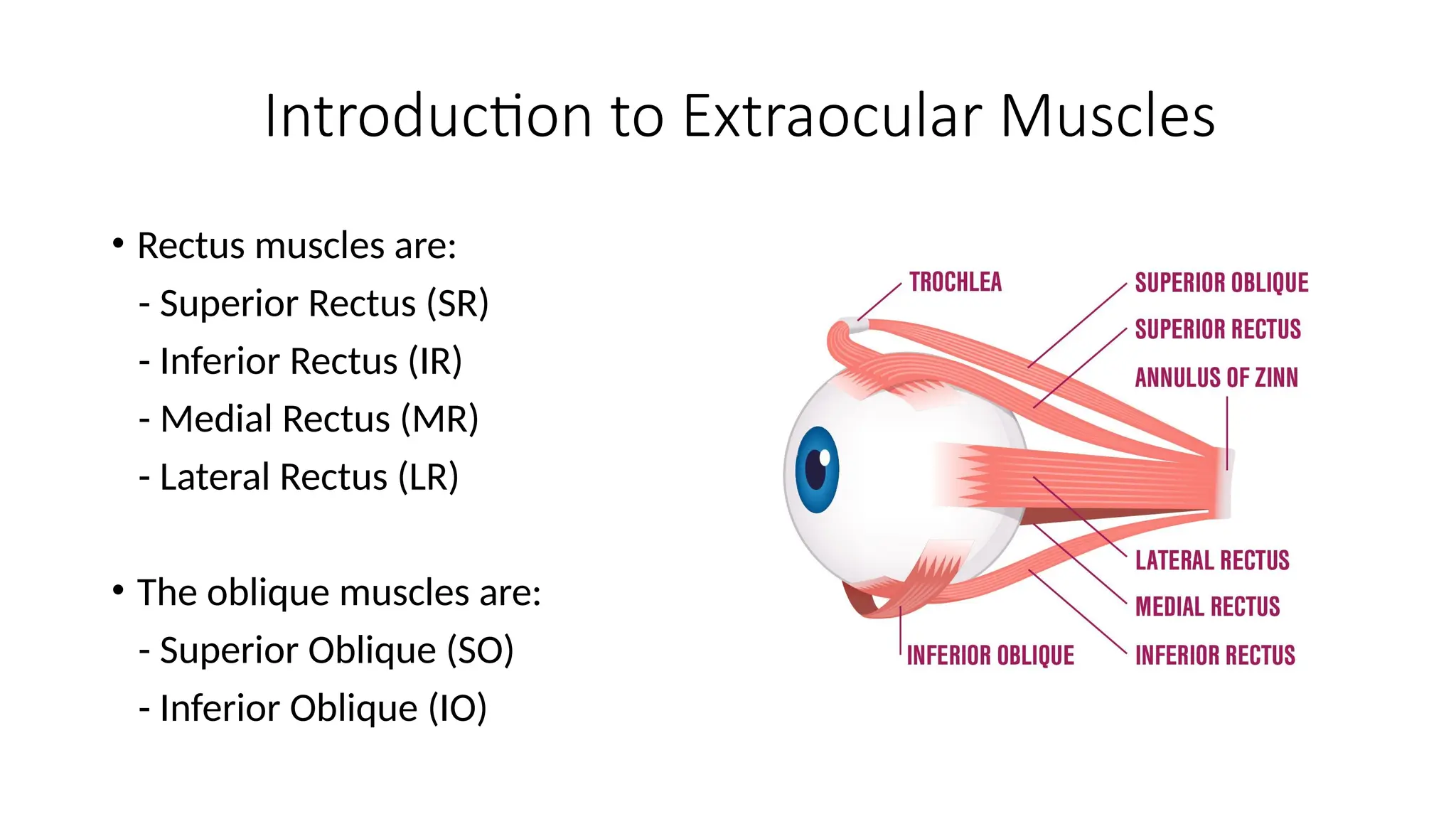 Action of Extraocular Muscles and Laws of Ocular Motility_ppt | PPTX