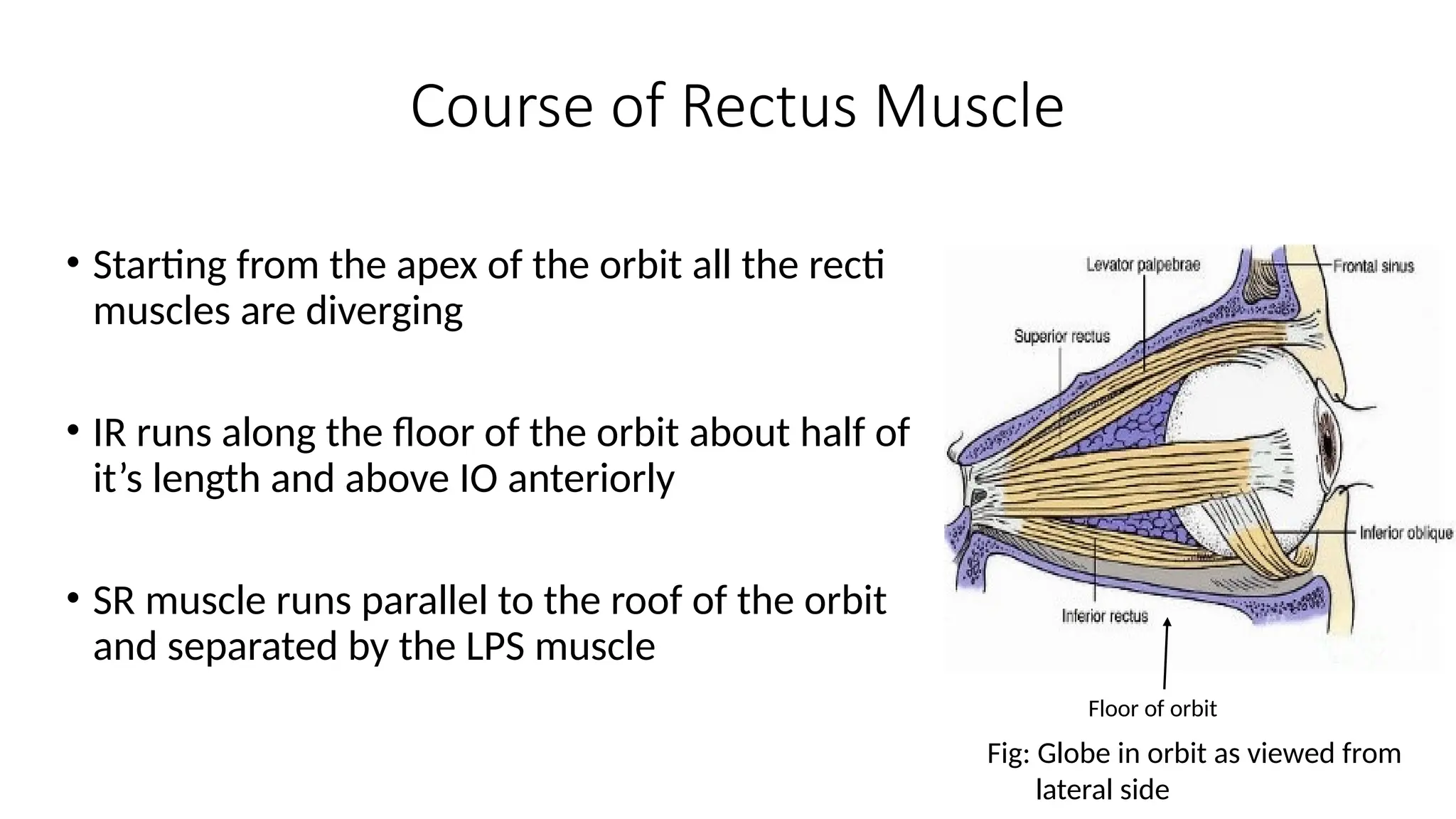 Action of Extraocular Muscles and Laws of Ocular Motility_ppt | PPTX