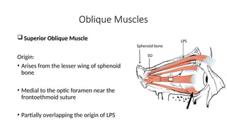 Action of Extraocular Muscles and Laws of Ocular Motility_ppt | PPTX