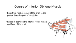 Action of Extraocular Muscles and Laws of Ocular Motility_ppt | PPTX