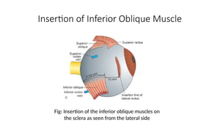 Action of Extraocular Muscles and Laws of Ocular Motility_ppt | PPTX