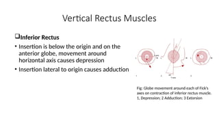 Action of Extraocular Muscles and Laws of Ocular Motility_ppt | PPTX
