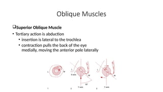 Action of Extraocular Muscles and Laws of Ocular Motility_ppt | PPTX