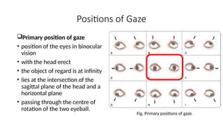 Action of Extraocular Muscles and Laws of Ocular Motility_ppt | PPTX
