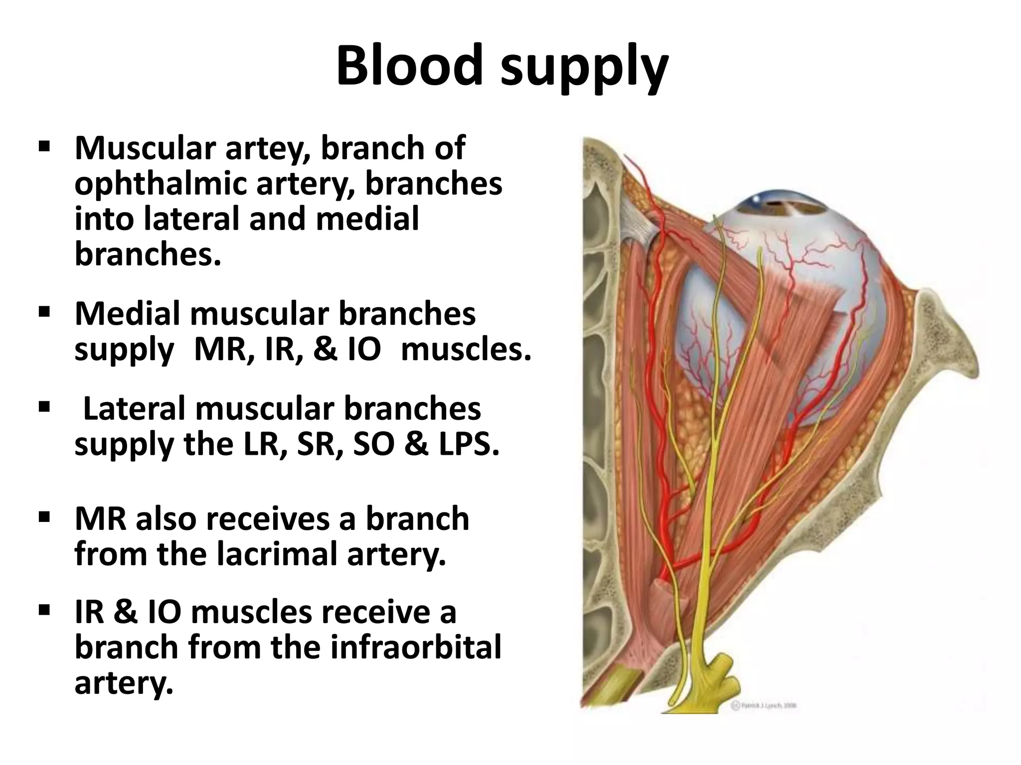 Action of extraocular muscles and various laws involved | PPTX