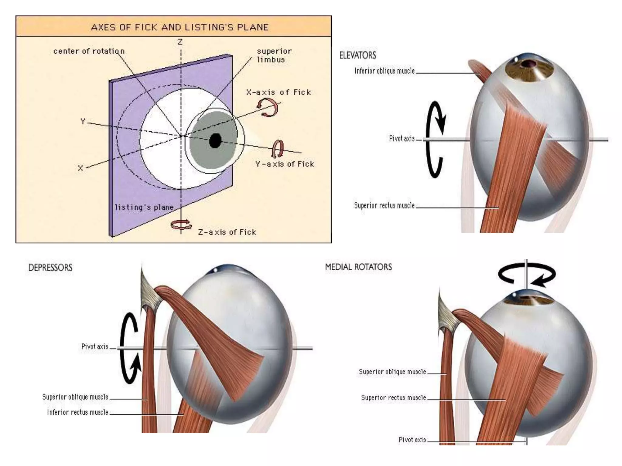 Action of extraocular muscles and various laws involved | PPTX