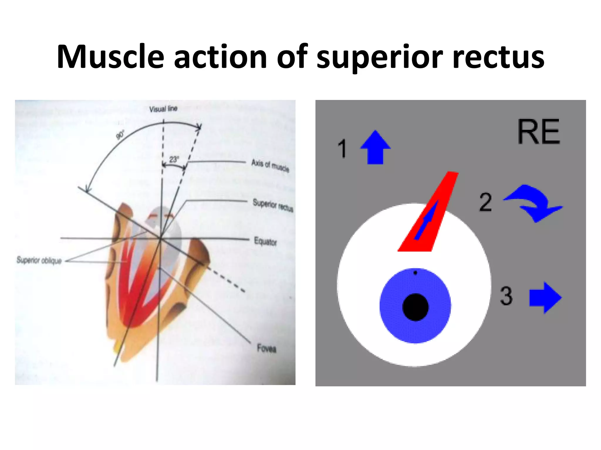 Action of extraocular muscles and various laws involved | PPTX