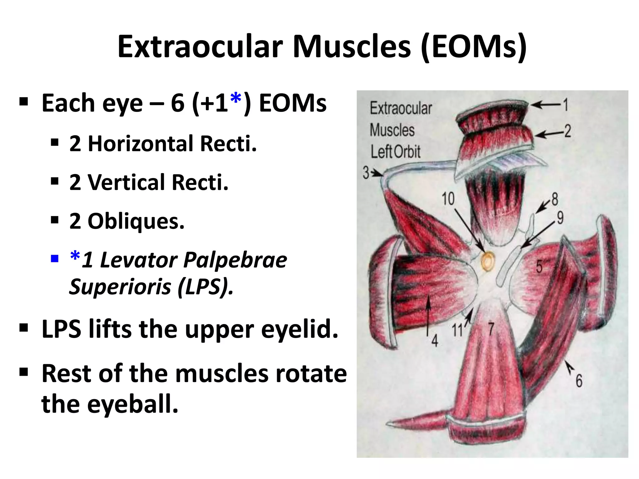 Action of extraocular muscles and various laws involved | PPTX