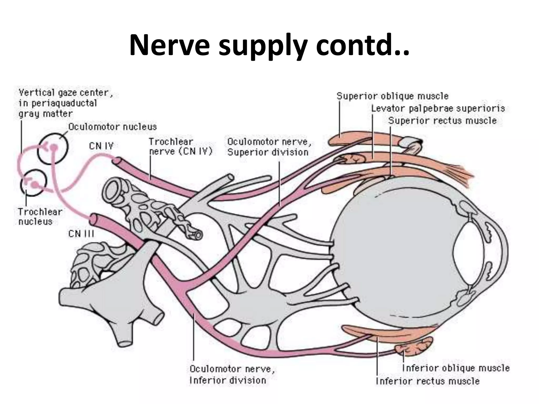 Action of extraocular muscles and various laws involved | PPTX