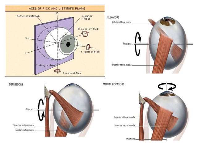 Action of extraocular muscles and various laws involved | PPT | Free ...