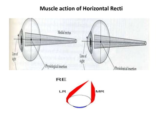 Action of extraocular muscles and various laws involved | PPTX