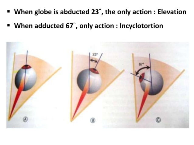 Action of extraocular muscles and various laws involved | PPTX