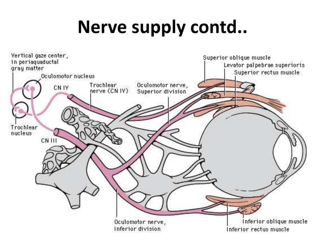Action of extraocular muscles and various laws involved | PPTX