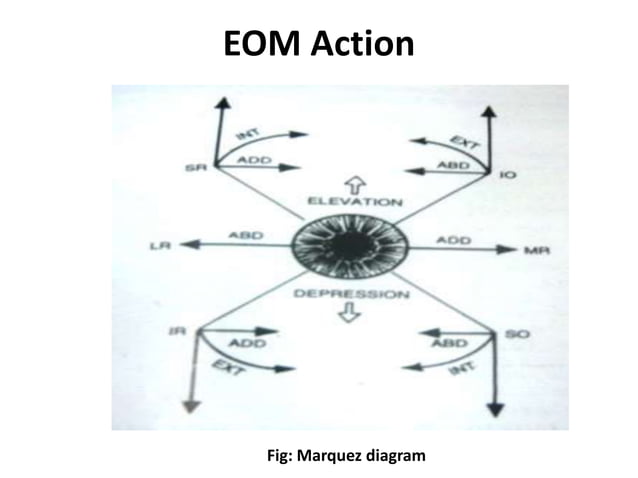Action of extraocular muscles and various laws involved | PPT