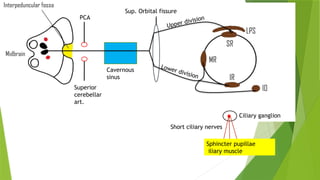 action of intraocular muscles presentation.pptx