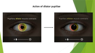 action of intraocular muscles presentation.pptx