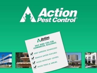 Action Pest Control gives advice for controlling pest birds | PPTX