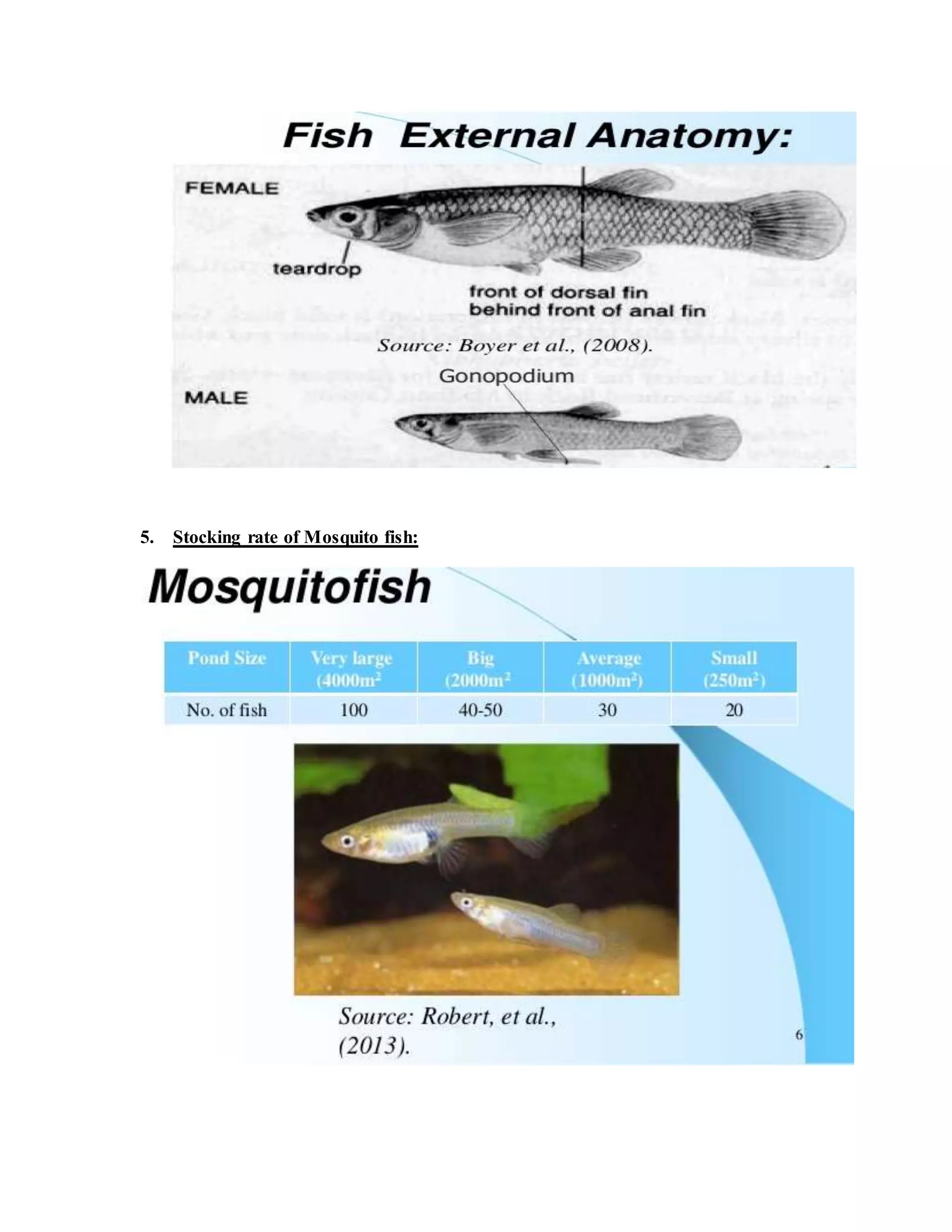 Guidelines on Gambusia fish seed distribution in mahabubabad district | PDF