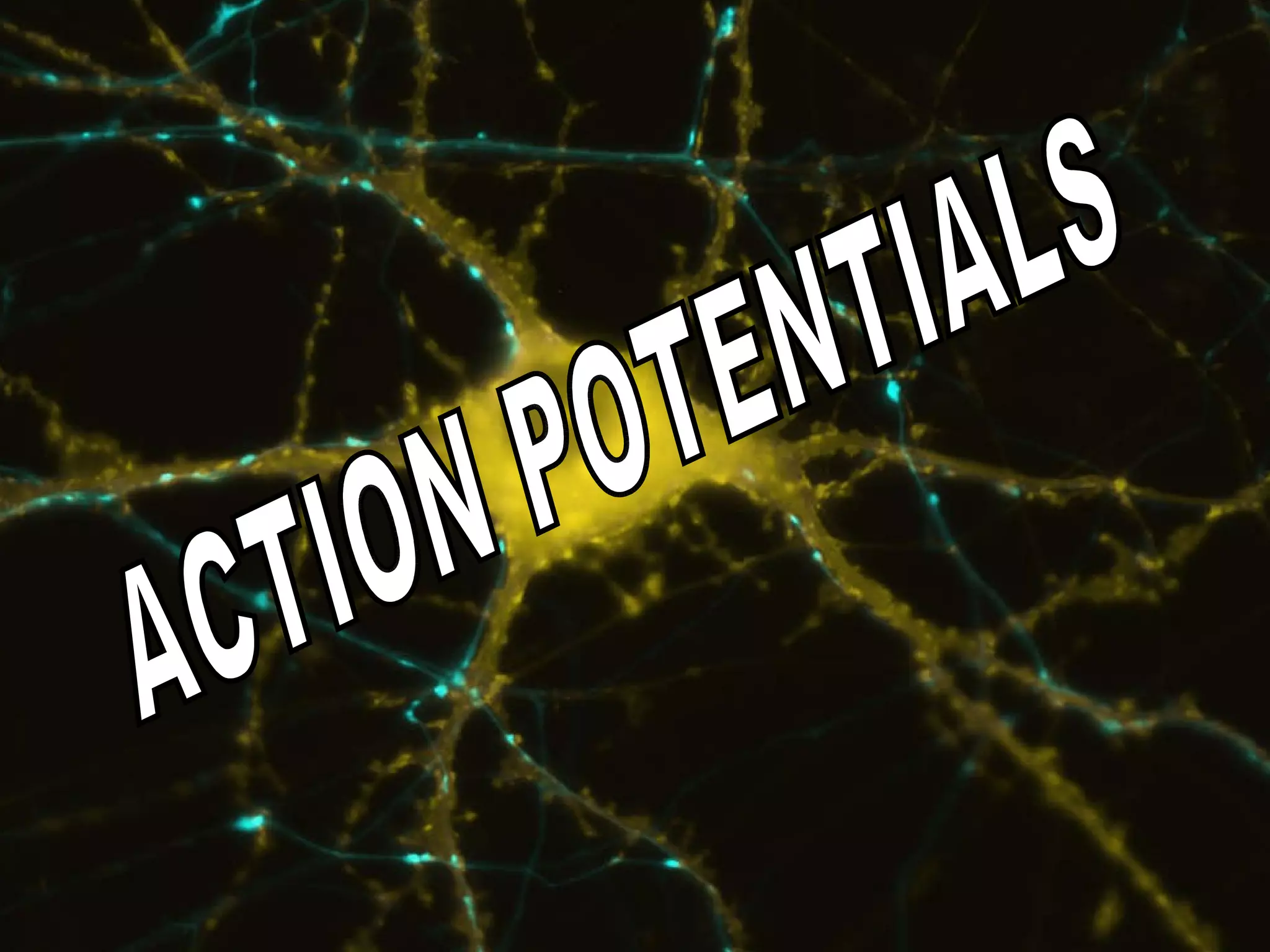 Action potential | PPT