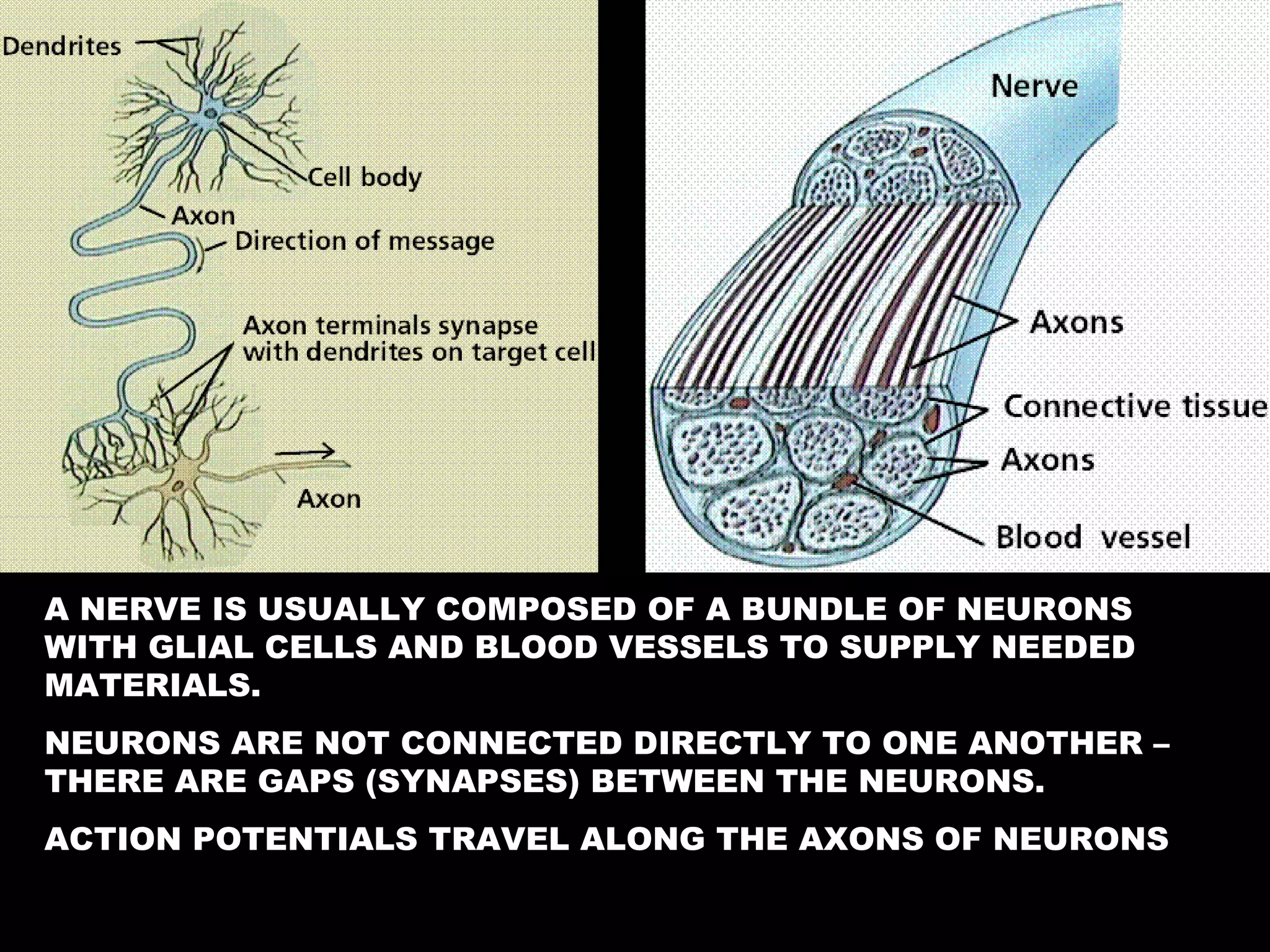 Action potential | PPT