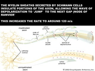 Action potential | PPT