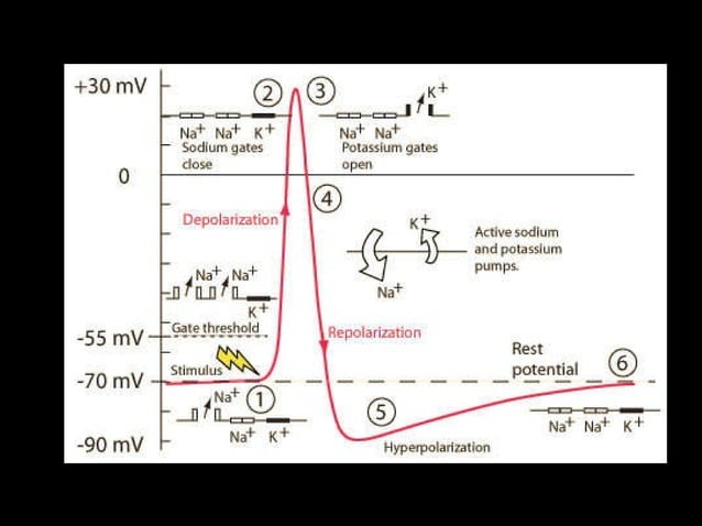 Action potential | PPT