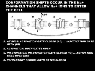 Action potential | PPT