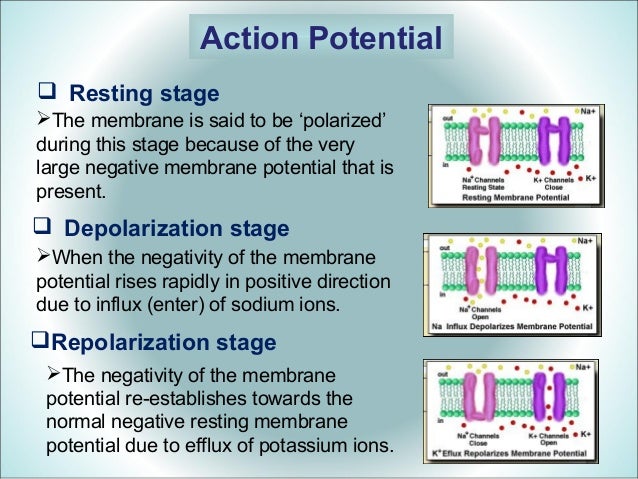 Action Potential Phases