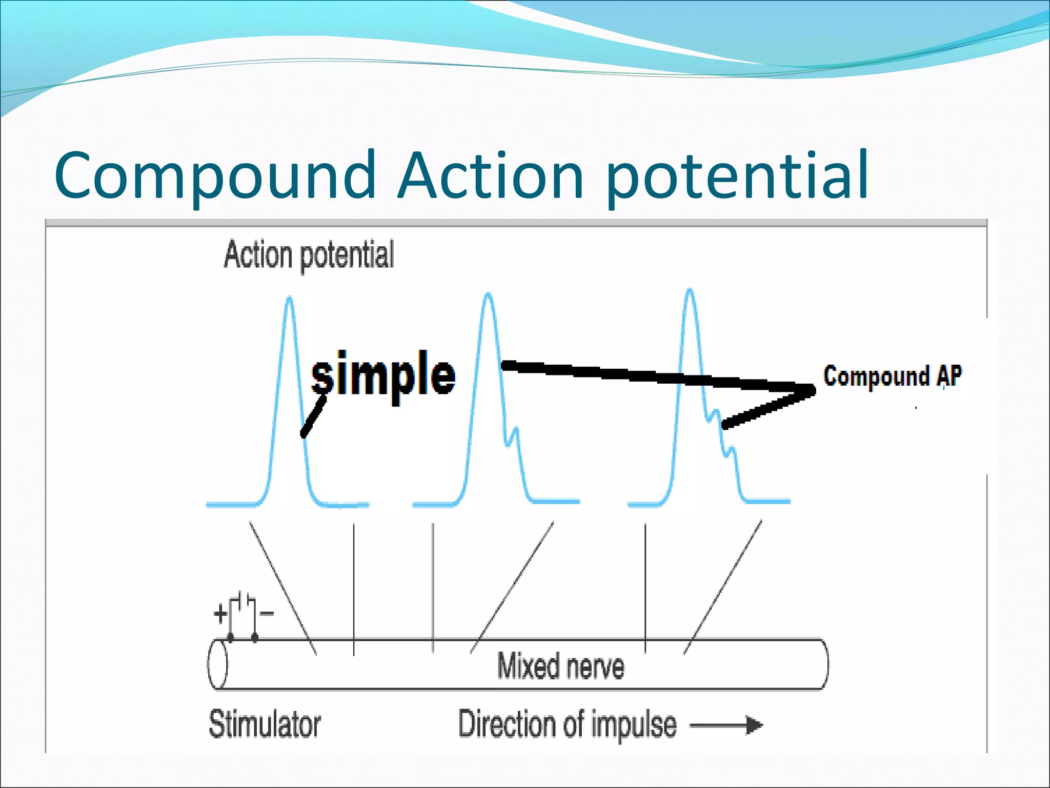 Action potential | PPT