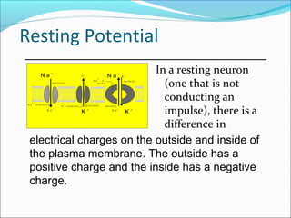 Resting Potential Of A Neuron