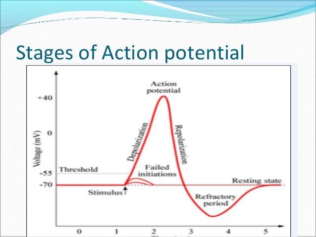 Action potential