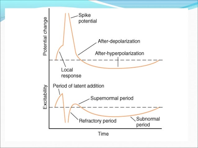 Action potential