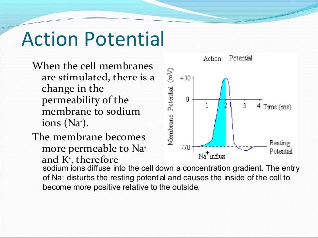 Action potential