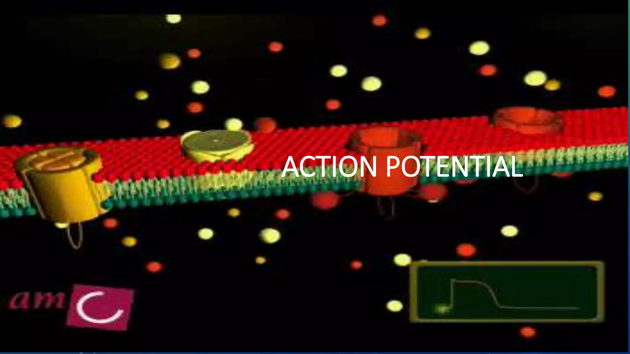 cardiac action potential | PPTX