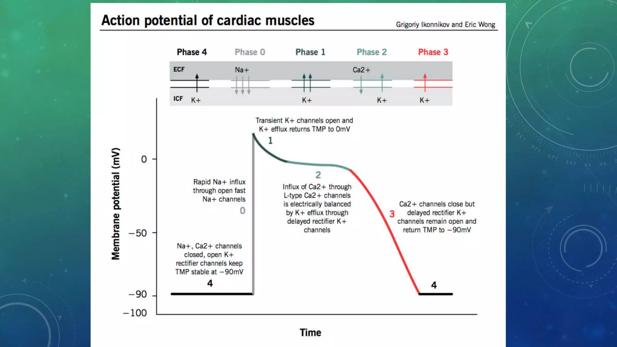 cardiac action potential | PPTX