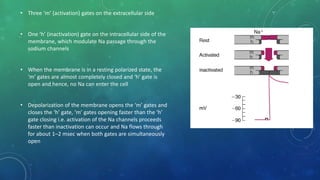 cardiac action potential | PPTX