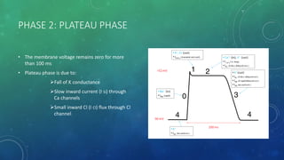 cardiac action potential | PPTX