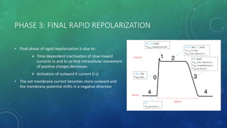 cardiac action potential | PPTX