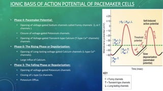 Pacemaker Action Potential