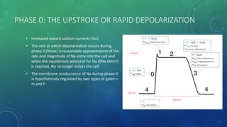cardiac action potential | PPTX