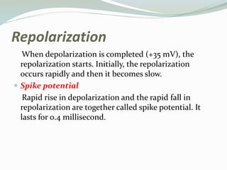 Action potential and Resting membrane potential, Excitability, Action ...